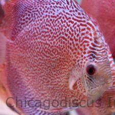 Shop | Chicago Discus | Your discus fish specialty store