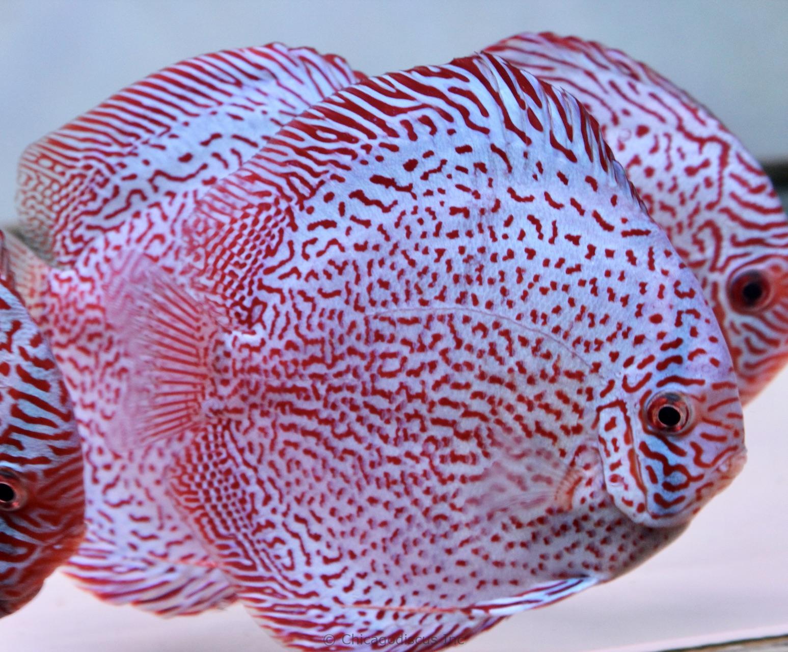 Ring Leopard Discus Fish