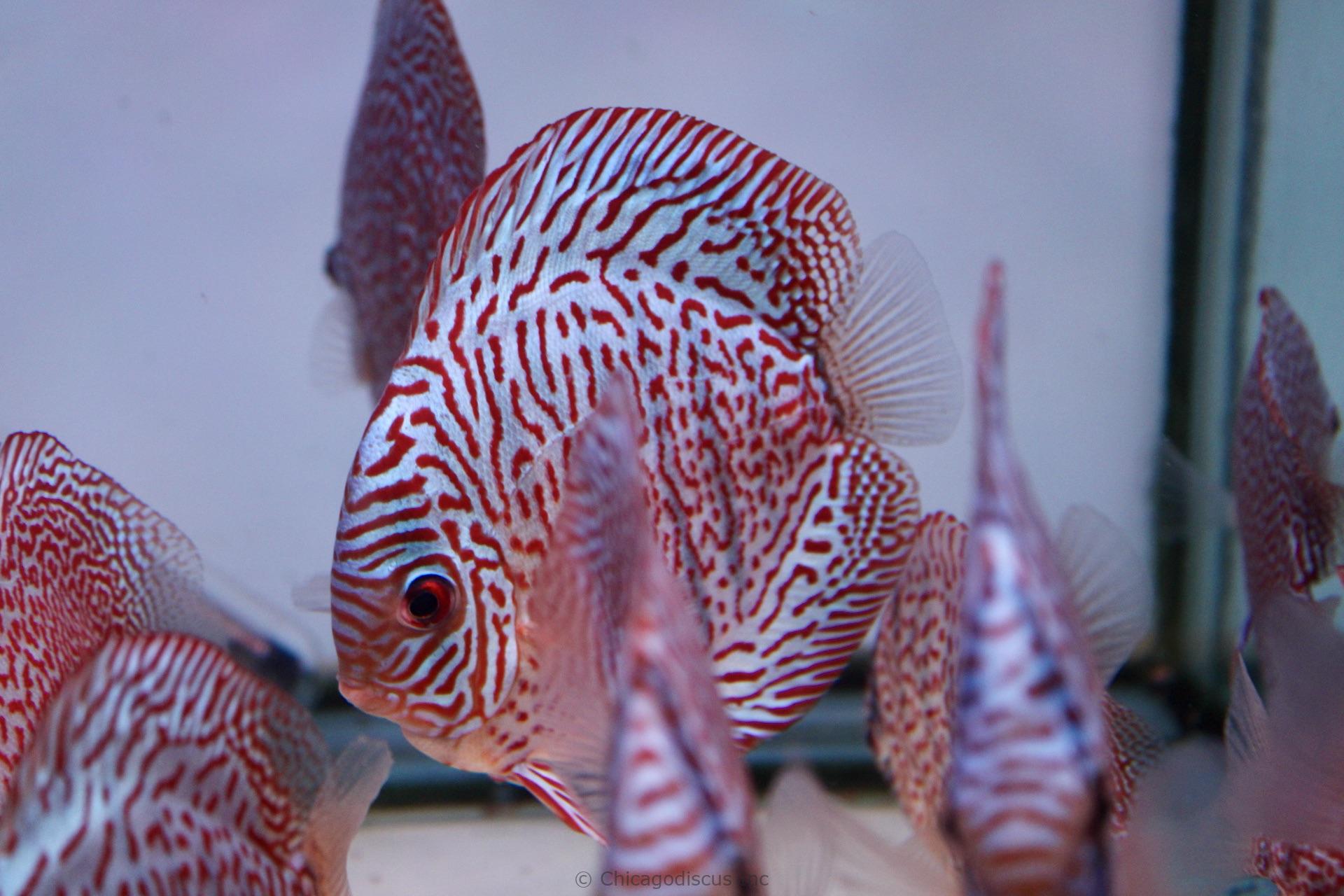 4.5-5.0″ Panthera Leopard | Chicago Discus | Your discus fish specialty ...