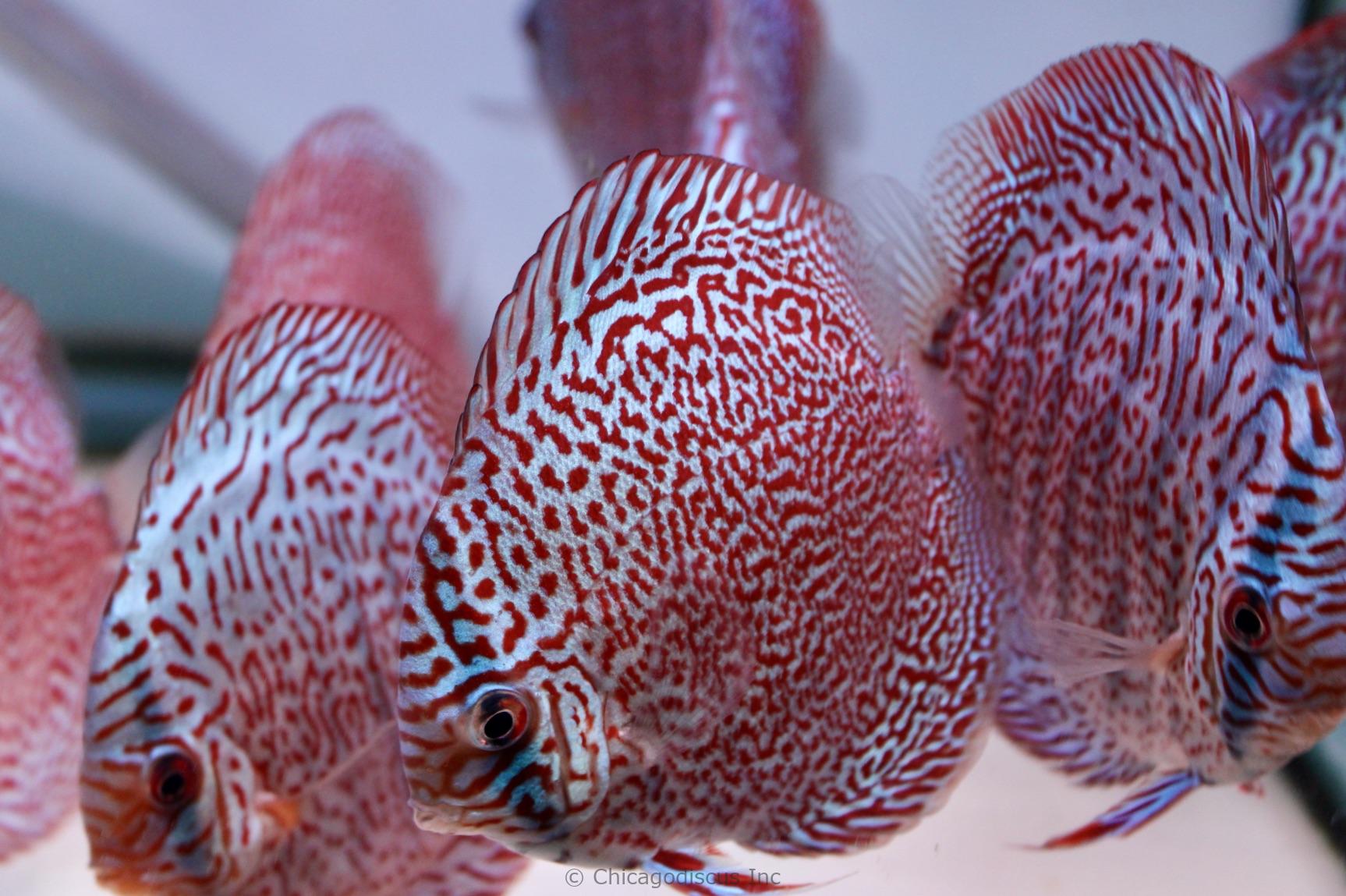 4.5-5.0″ Panthera Leopard | Chicago Discus | Your discus fish specialty ...