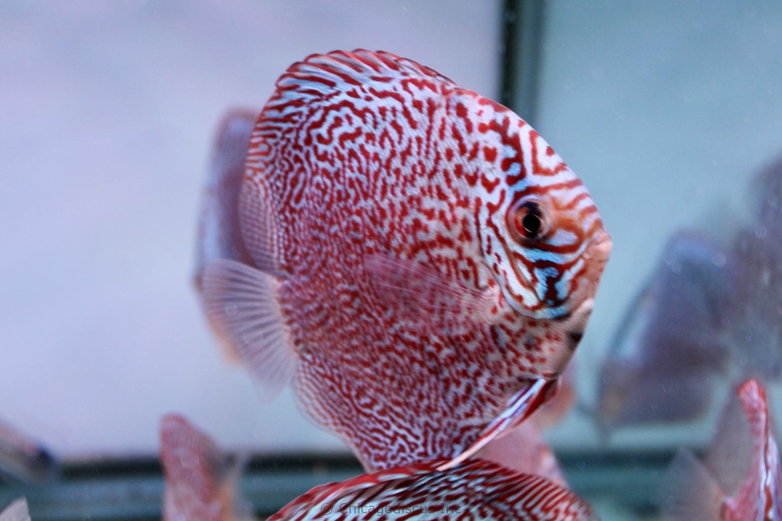 4.5-5.0″ Panthera Leopard | Chicago Discus | Your discus fish specialty ...