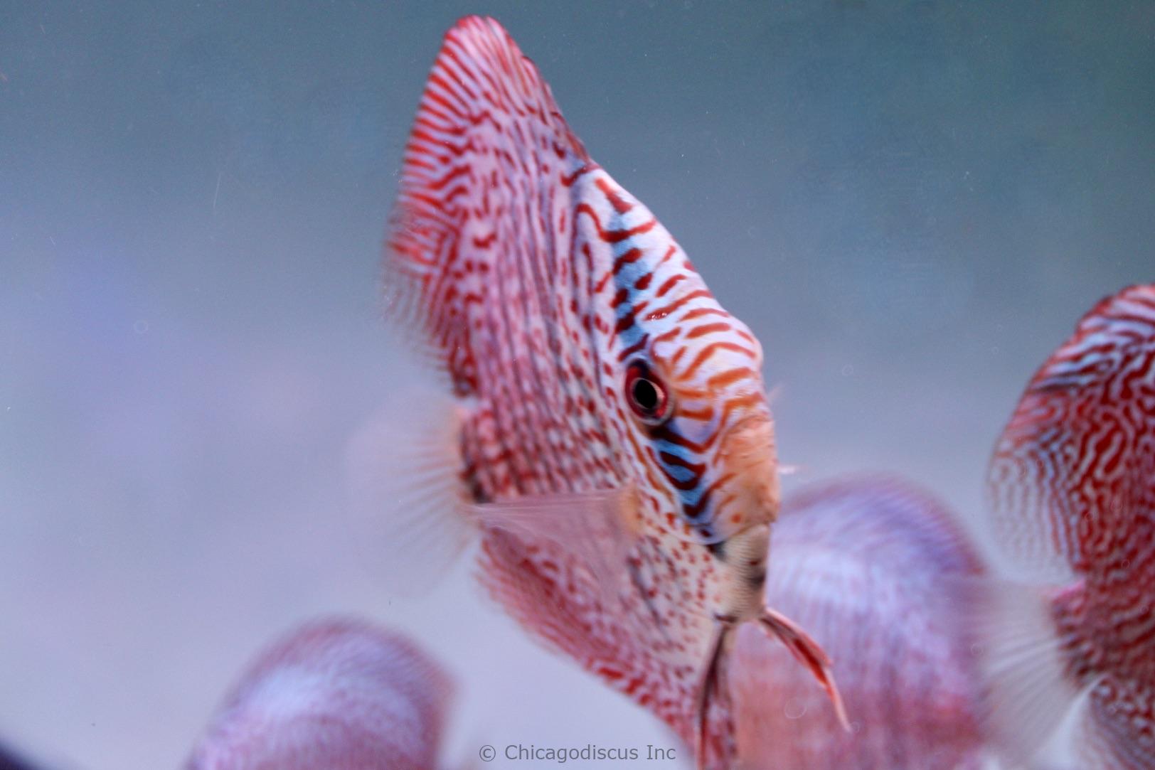 4.5-5.0″ Panthera Leopard | Chicago Discus | Your discus fish specialty ...