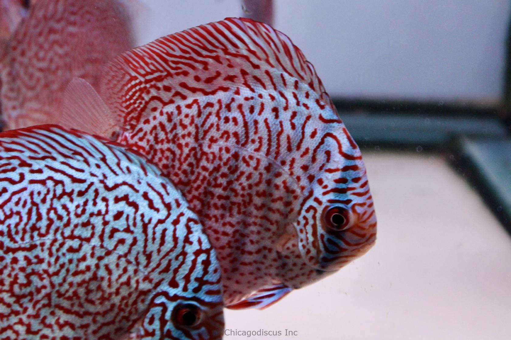 4.5-5.0″ Panthera Leopard | Chicago Discus | Your discus fish specialty ...