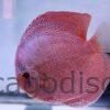 Shop | Chicago Discus | Your discus fish specialty store