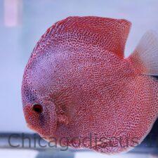 Shop | Chicago Discus | Your discus fish specialty store