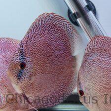 Shop | Chicago Discus | Your discus fish specialty store
