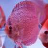 Products | Chicago Discus | Your discus fish specialty store