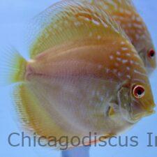 Shop | Chicago Discus | Your discus fish specialty store
