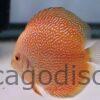 Shop | Chicago Discus | Your discus fish specialty store