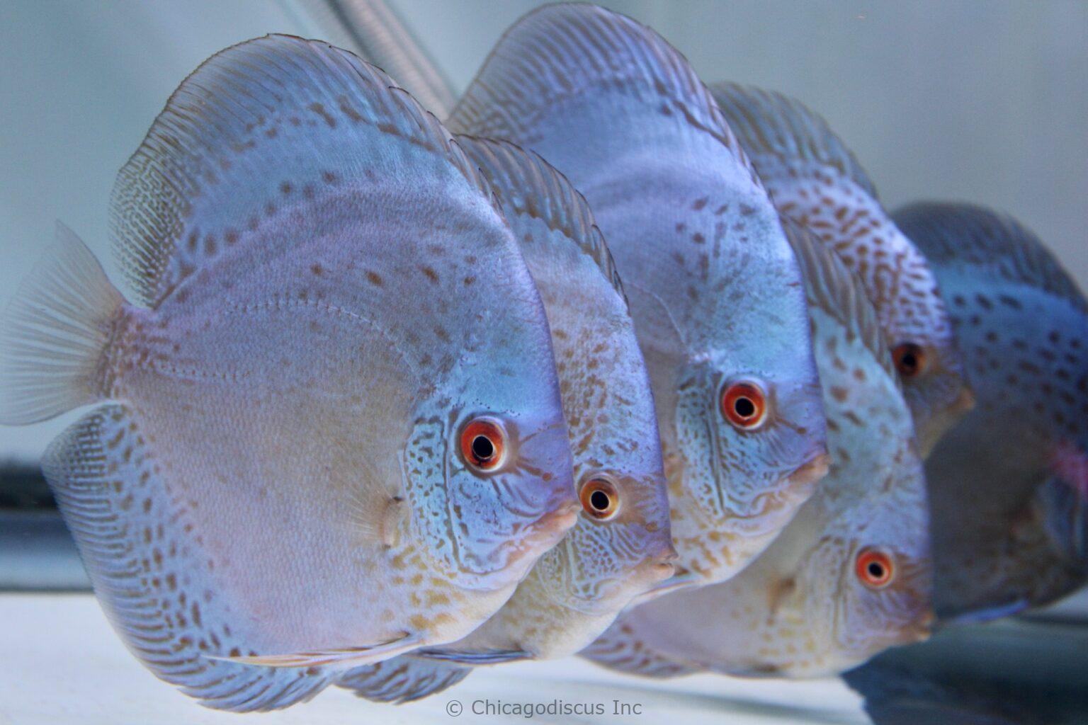 Chicago Discus | Your discus fish specialty store